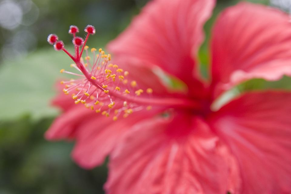 Flor De Cártamo Hoja - Foto gratis en Pixabay