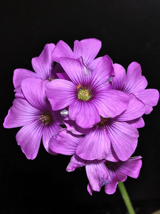 Small Flowers Corsage Pollen - Free photo on Pixabay