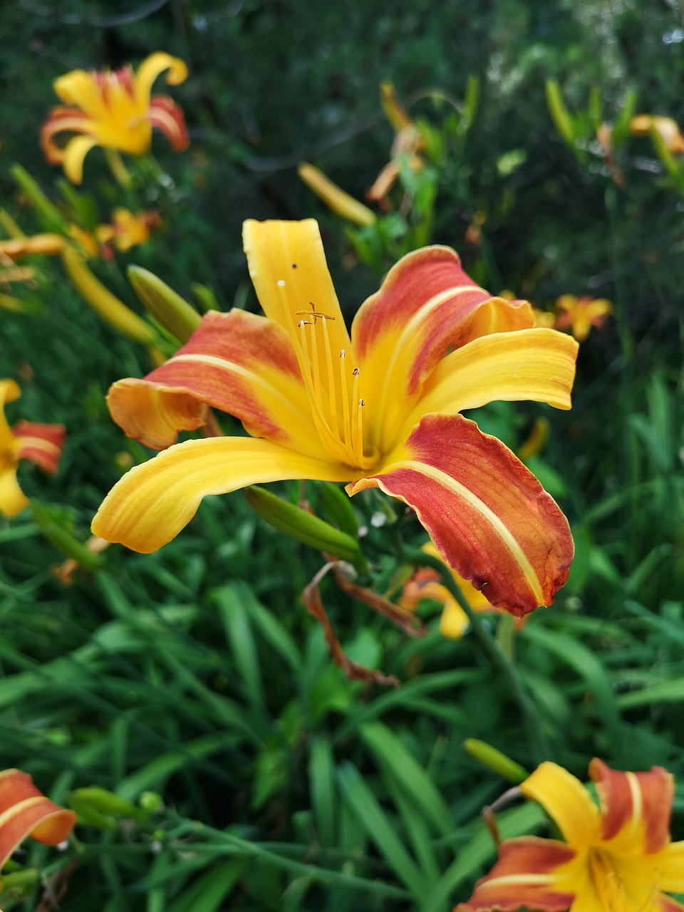 Flor Blumen Naturaleza - Foto gratis en Pixabay - Pixabay