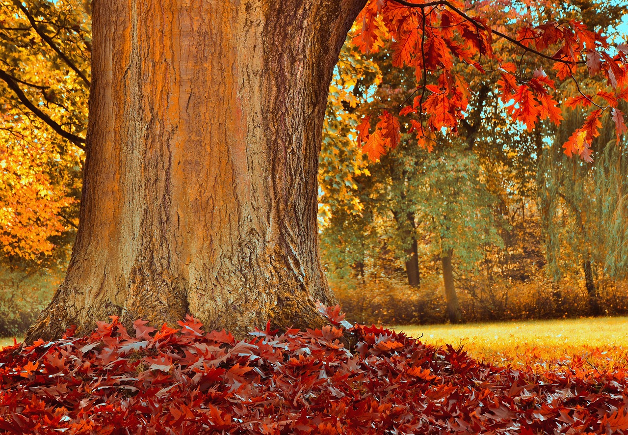 6.000+ kostenlose Baumstamm und Natur-Bilder - Pixabay