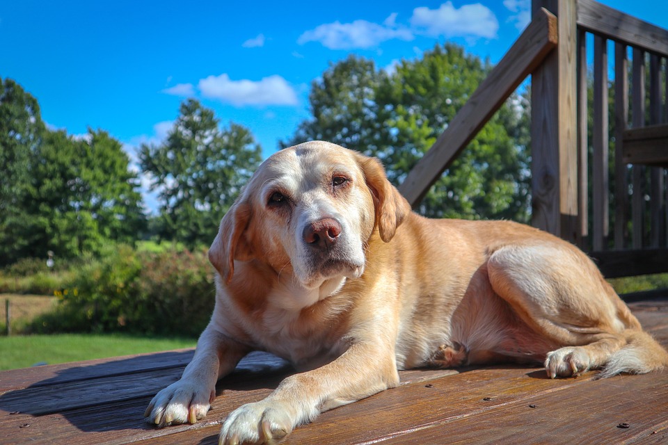 Cachorro Bicho De Estimação Animal - Foto gratuita no Pixabay - Pixabay
