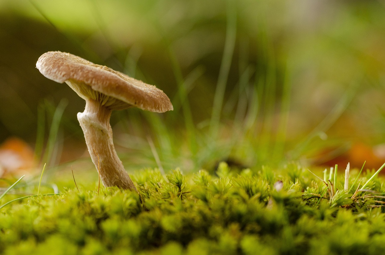 Fungus Fall Leaf - Free photo on Pixabay