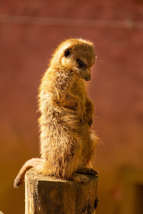 Meerkat Sun Autumn - Free photo on Pixabay - Pixabay