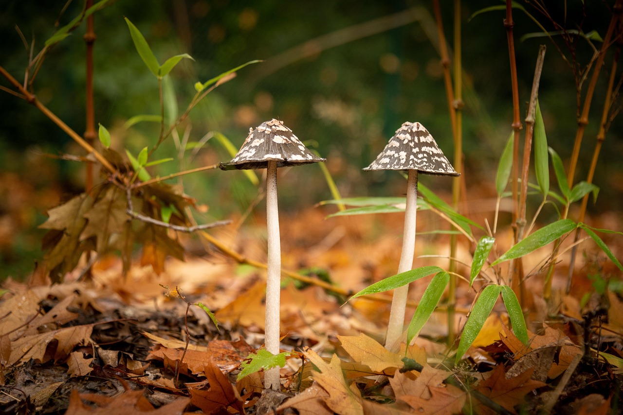 2,000+ Free Fungi & Nature Images - Pixabay