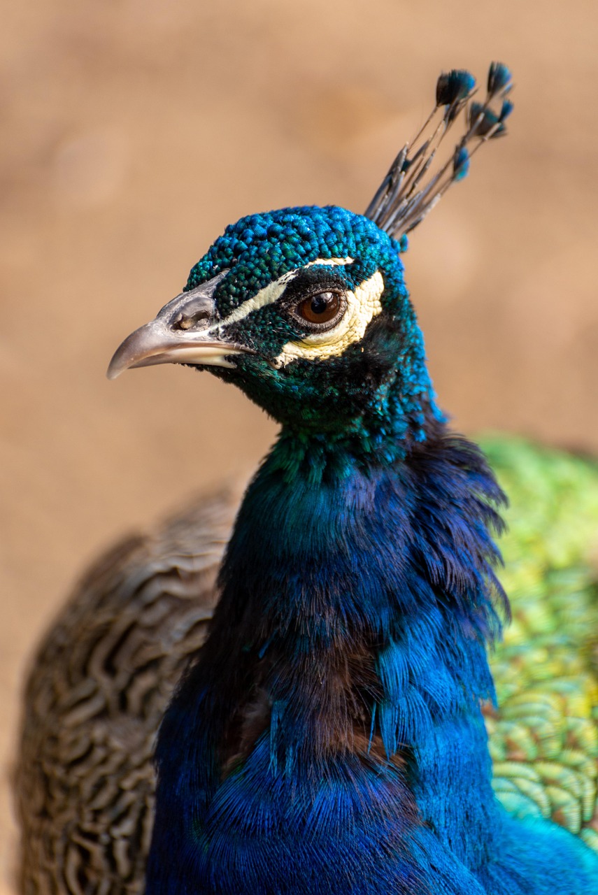 4,000+ Free Peacock & Nature Images - Pixabay