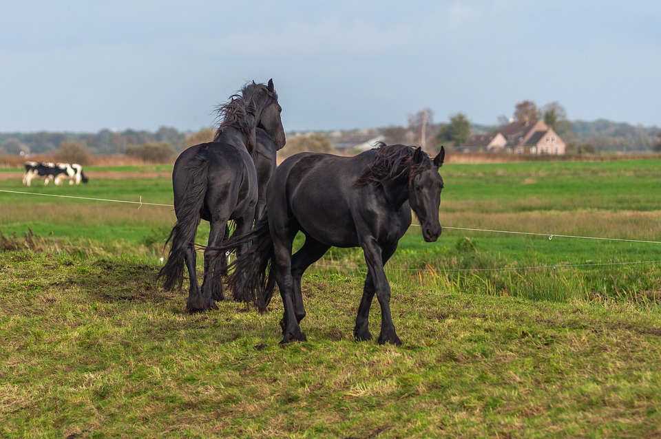 Caballos Paisaje Naturaleza - Foto gratis en Pixabay - Pixabay