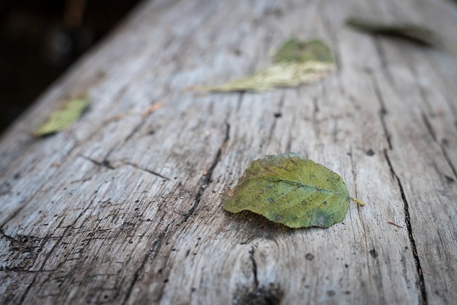 Nature Leaf Log - Free photo on Pixabay
