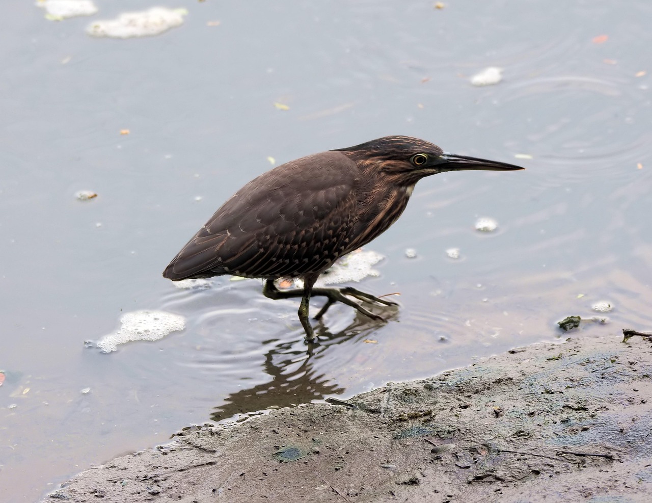 Little Heron Wild Bird - Free photo on Pixabay - Pixabay