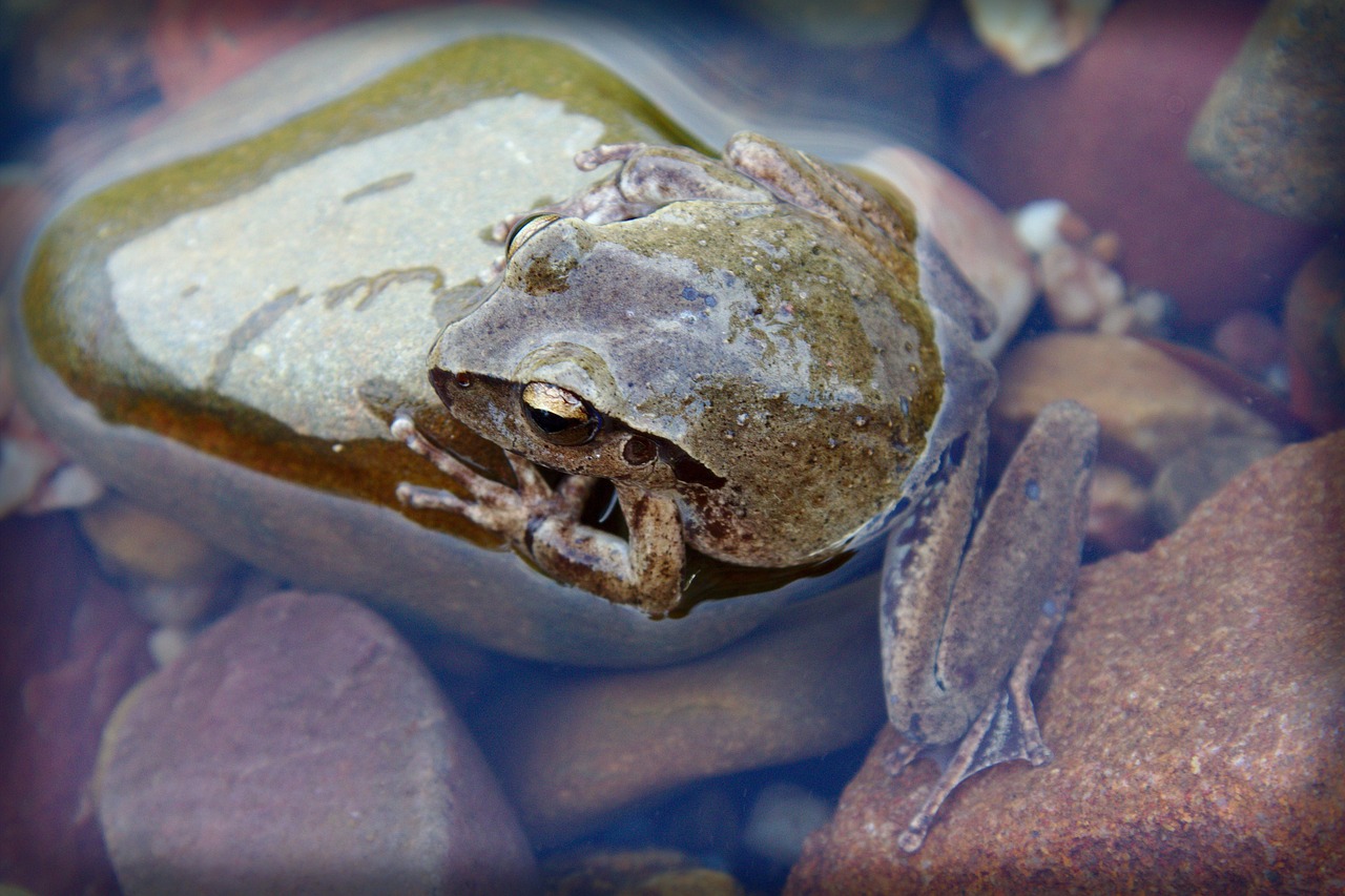 Nature Frog River - Free photo on Pixabay