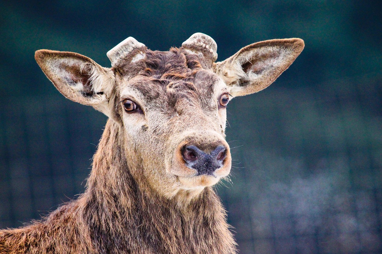 Deer Wild Nature - Free photo on Pixabay - Pixabay