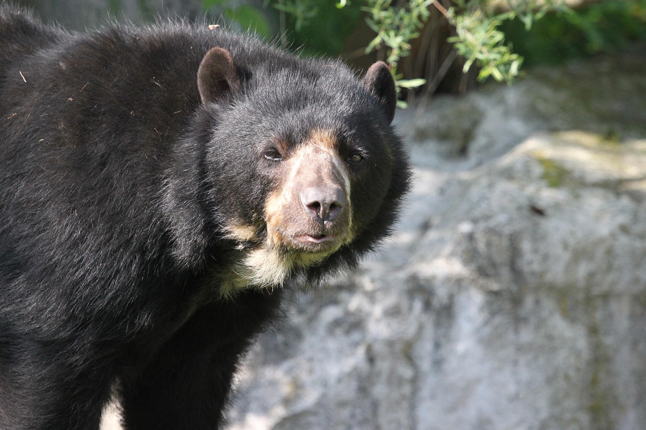Bear Fur Animal - Free photo on Pixabay - Pixabay
