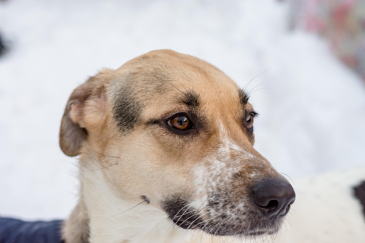 100+ Free Shelter Dog & Animal Shelter Images - Pixabay
