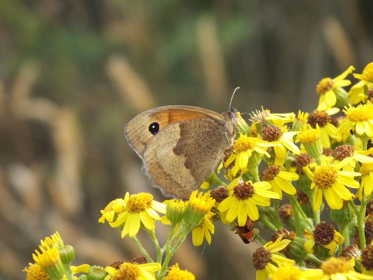 60+ Free 문지기 & Gatekeeper Images - Pixabay