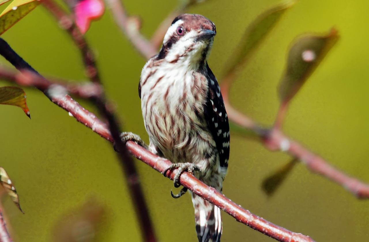 10,000+ Free Lesser Sunda Islands & Nature Images - Pixabay