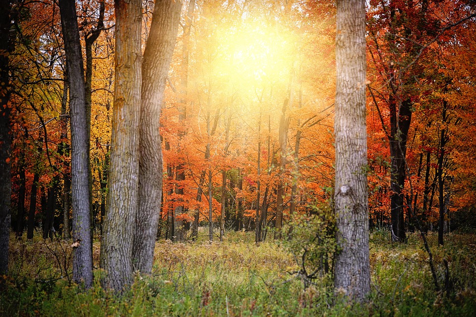 Fall Autumn Woods - Free photo on Pixabay - Pixabay