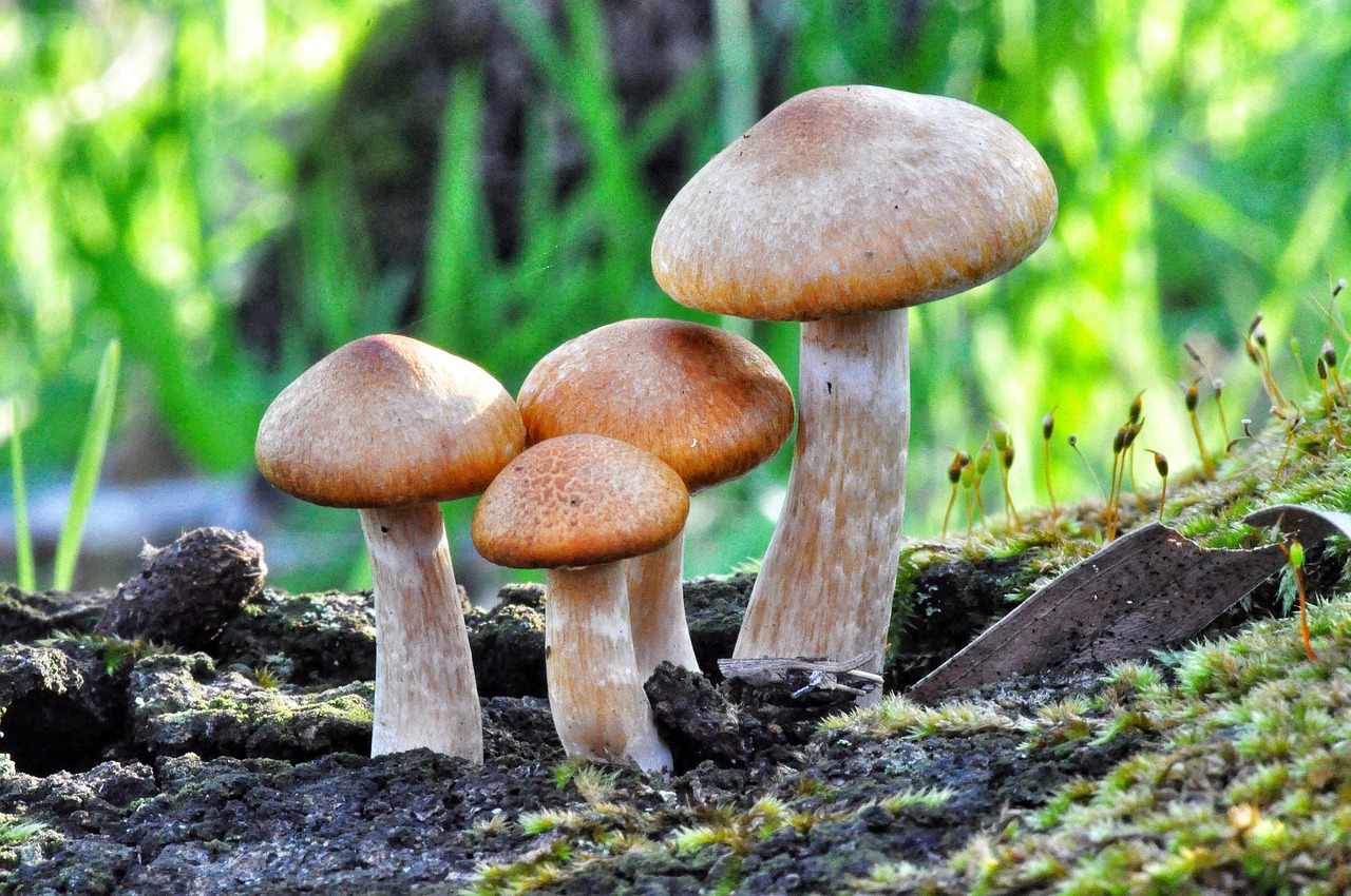 2 000 Free Fungi Mushrooms Images Pixabay