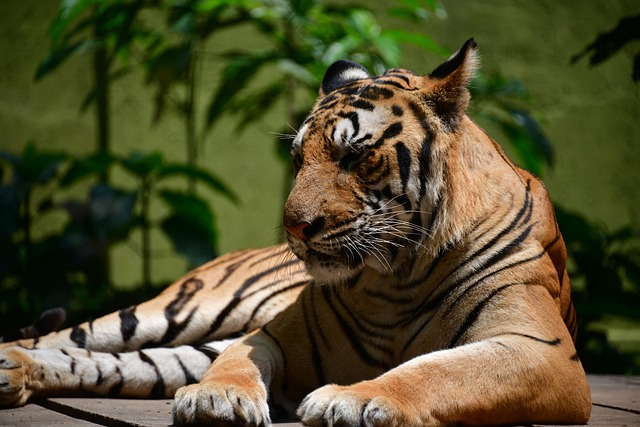 Tigre Natureza Animais Selvagens - Foto gratuita no Pixabay - Pixabay