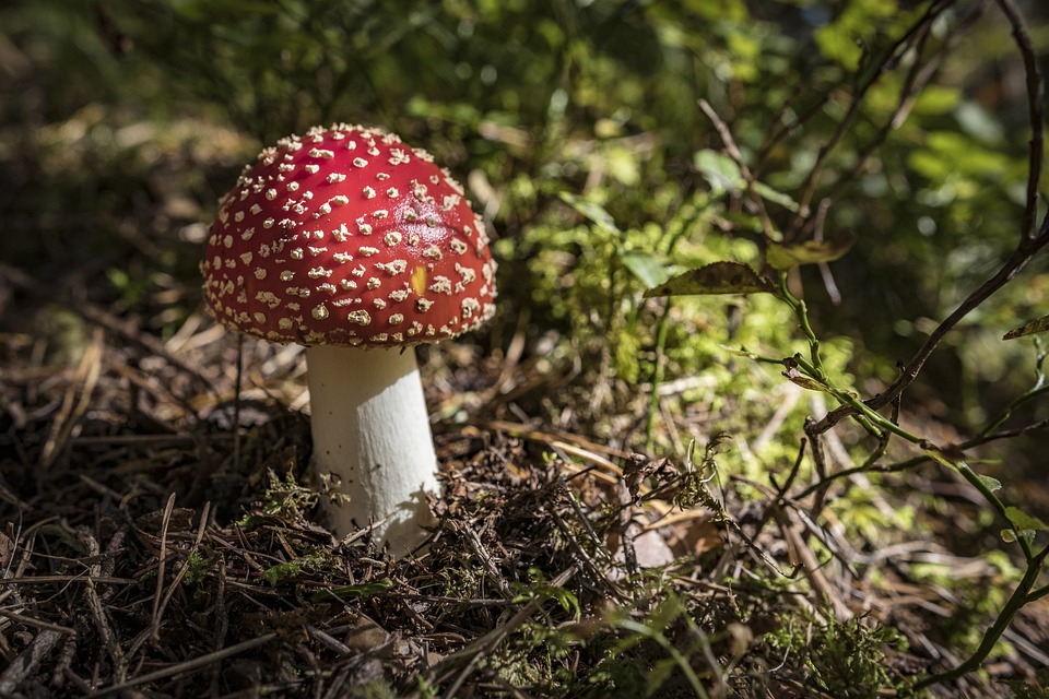 Champignon La Nature Forêt - Photo gratuite sur Pixabay - Pixabay