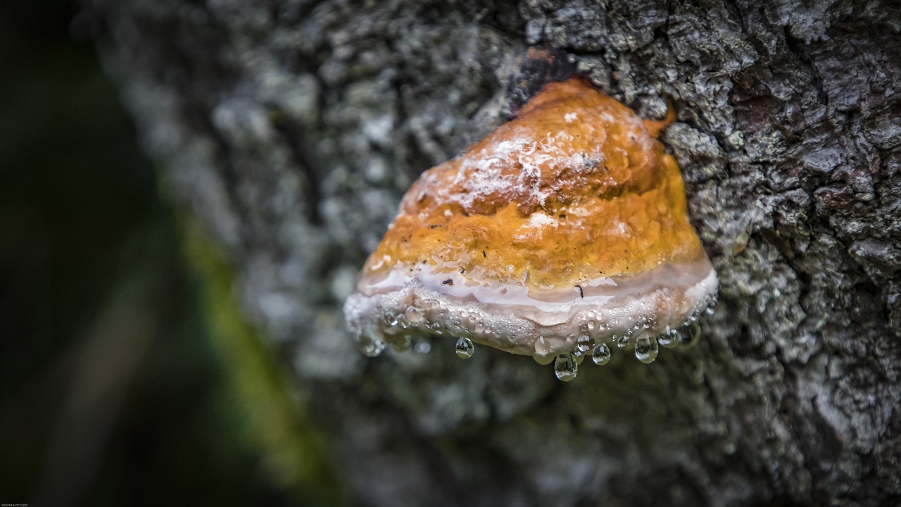 Mushroom Nature Forest - Free photo on Pixabay - Pixabay