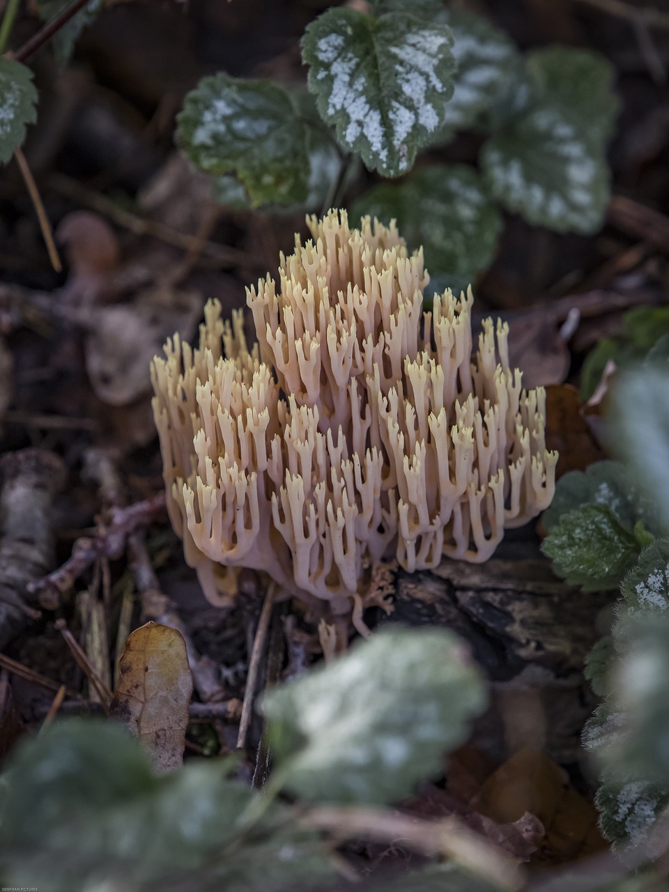 Champignon La Nature Forêt - Photo gratuite sur Pixabay - Pixabay