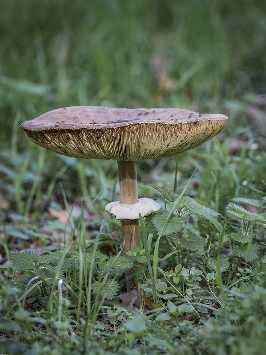 Champignon La Nature Forêt - Photo gratuite sur Pixabay - Pixabay