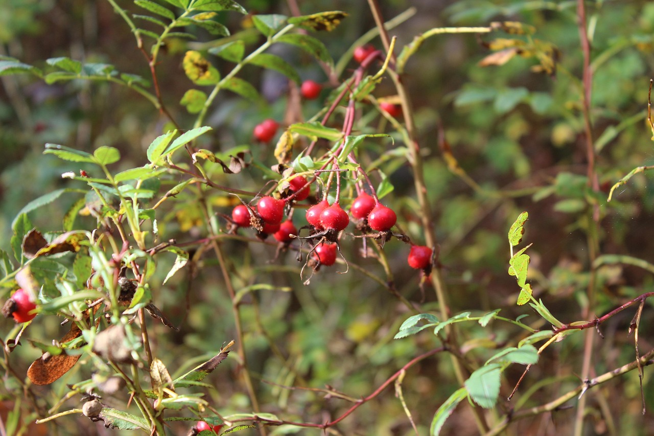 Berry Plant Flower - Free photo on Pixabay - Pixabay