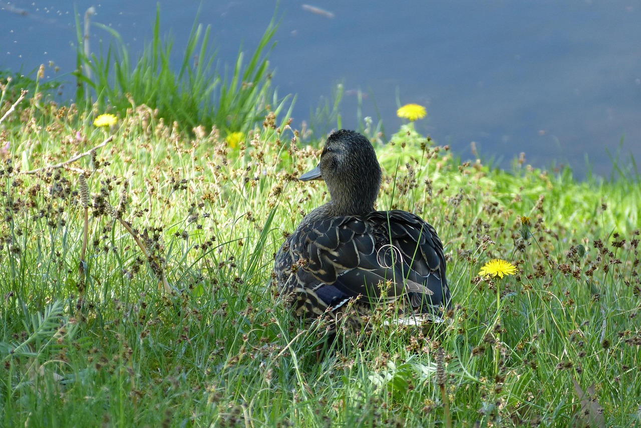 Channel Water Duck - Free photo on Pixabay
