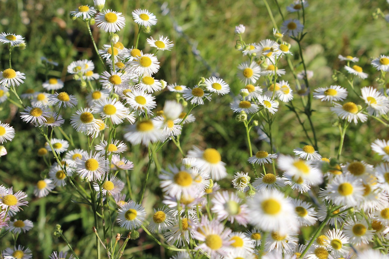Daisies Nature Lawn - Free photo on Pixabay - Pixabay