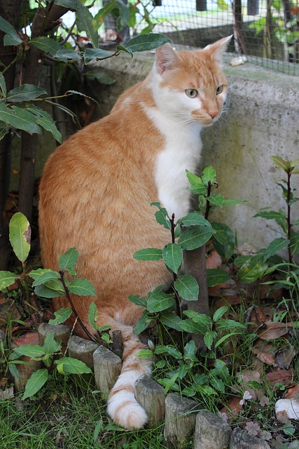 Katze Natur Tiere - Kostenloses Foto auf Pixabay - Pixabay