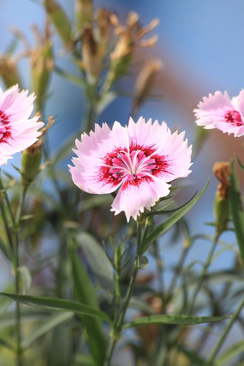 Flower Nature Wildflower - Free photo on Pixabay - Pixabay