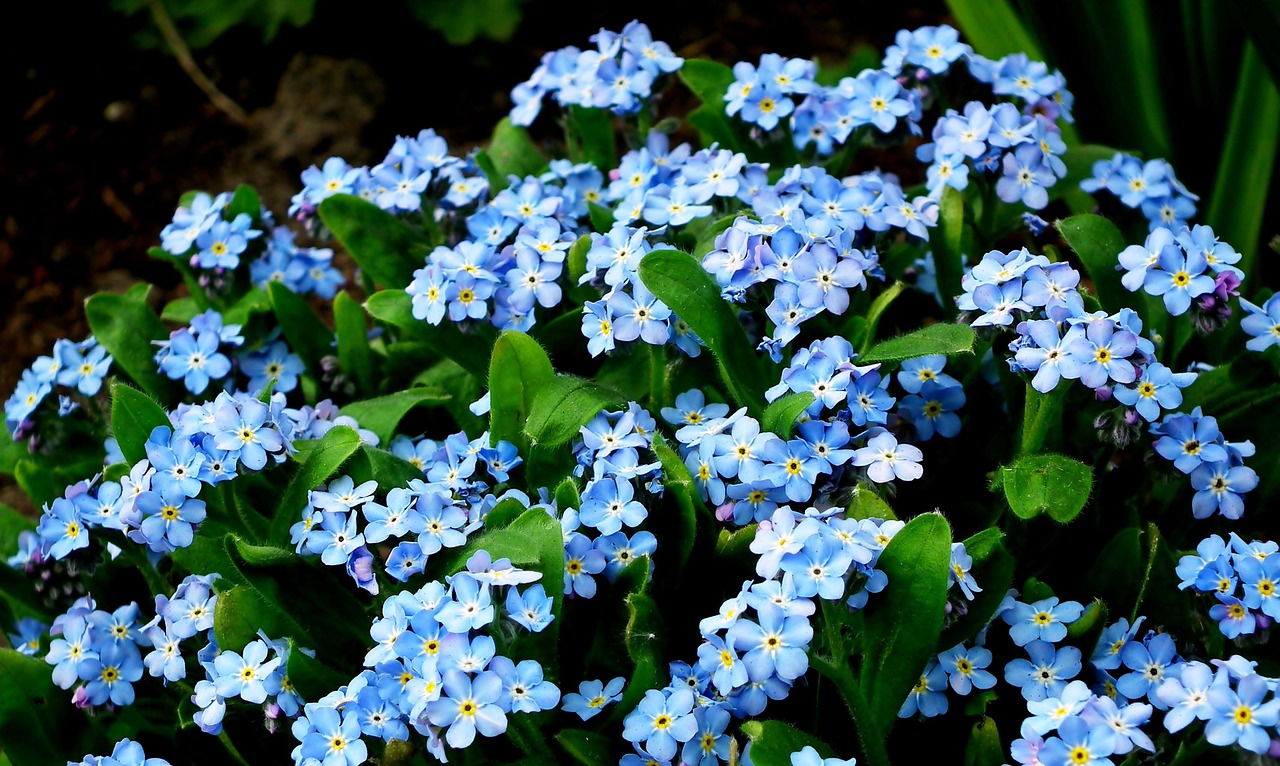 Forget-Me-Nots Flowers Spring - Free photo on Pixabay