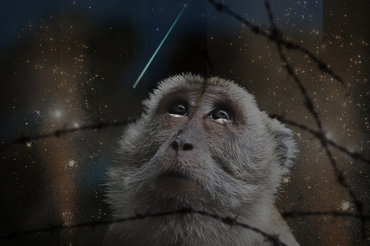 Manipulation Monkey Animal - Free photo on Pixabay - Pixabay