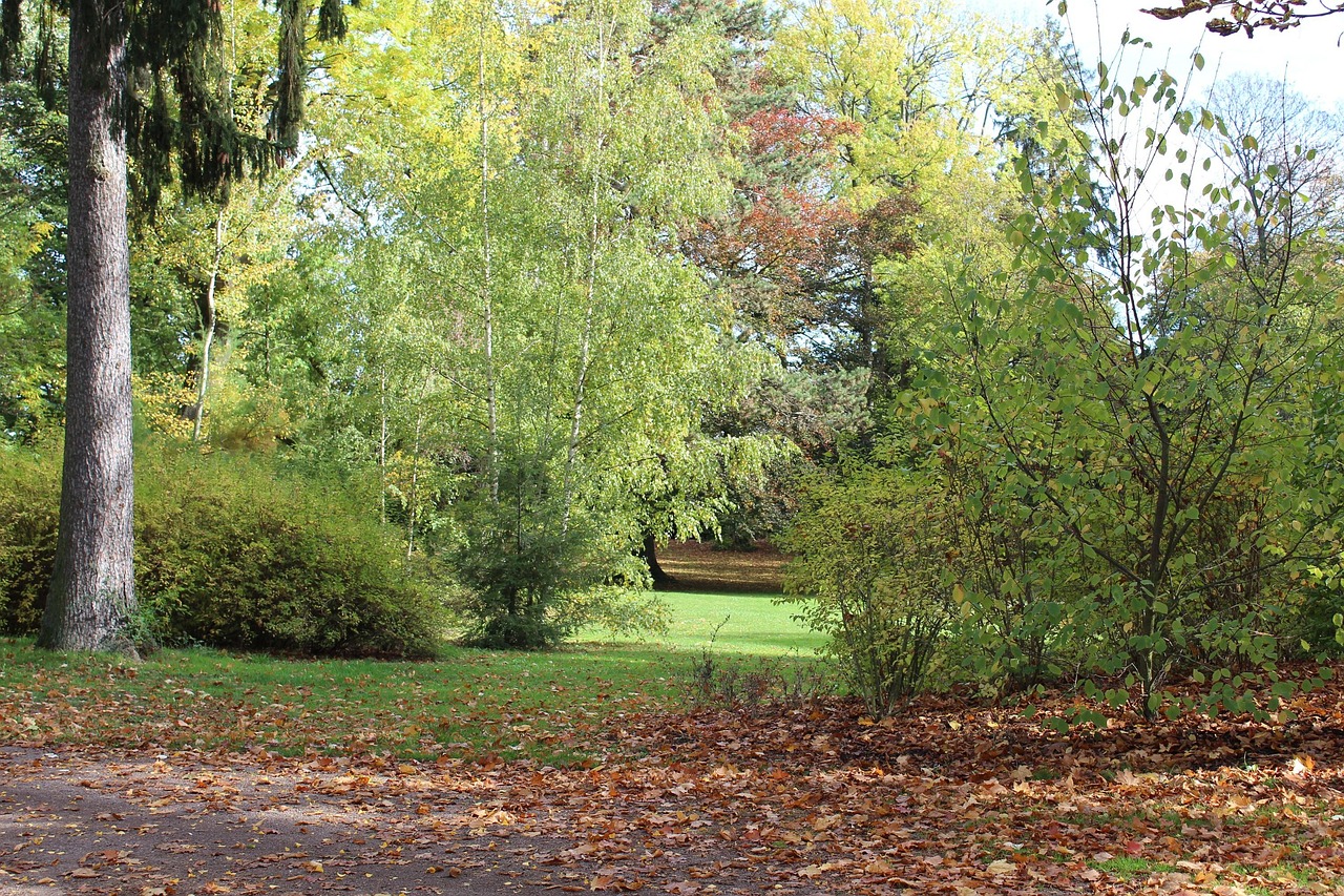 Fall Forest Park - Free photo on Pixabay - Pixabay