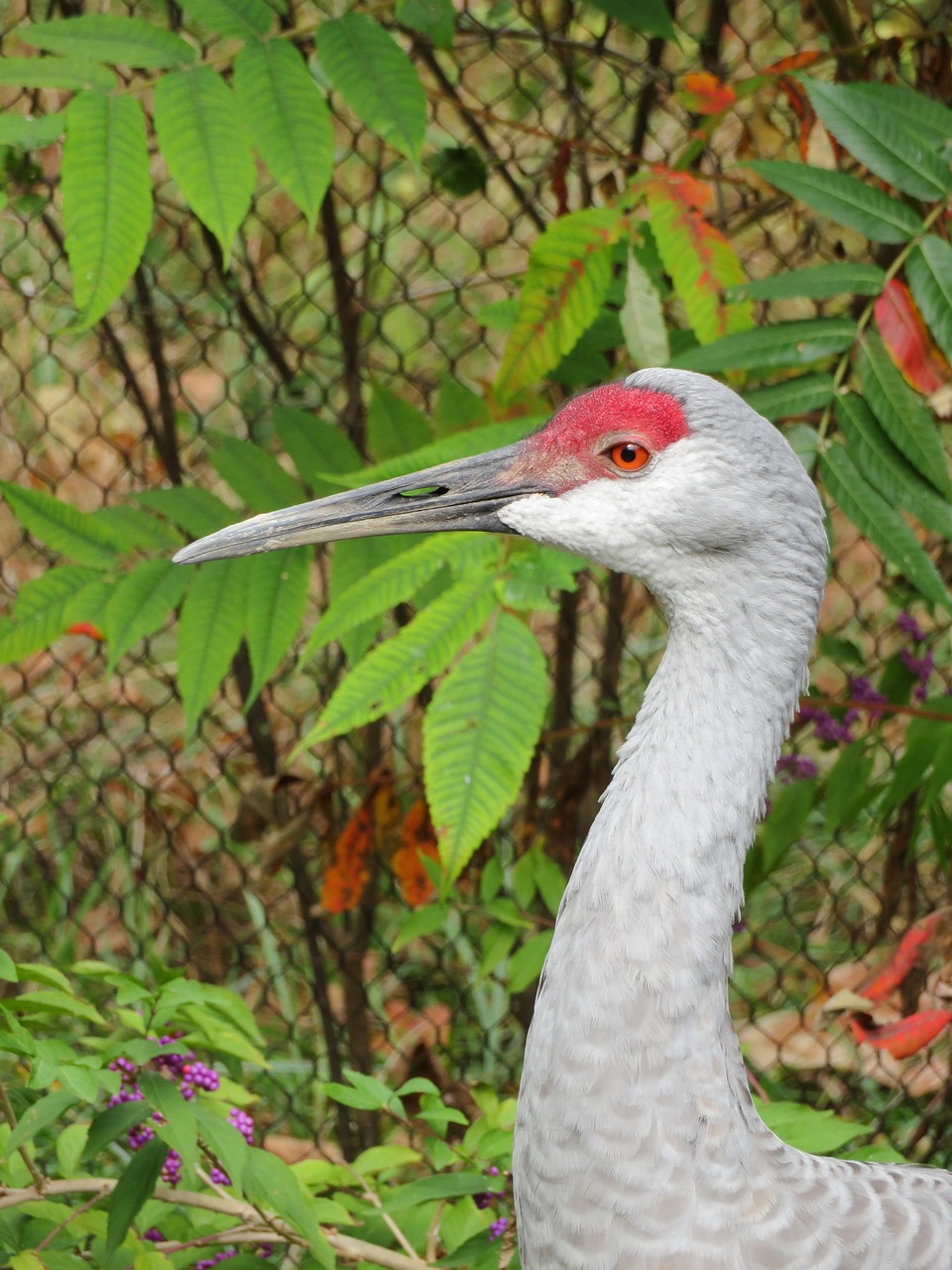 Crane Bird Portrait - Free photo on Pixabay