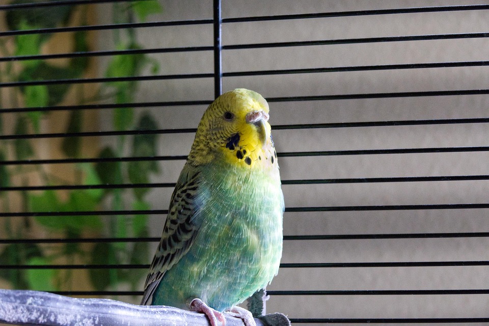 Budgie Animals Parakeet - Free photo on Pixabay - Pixabay