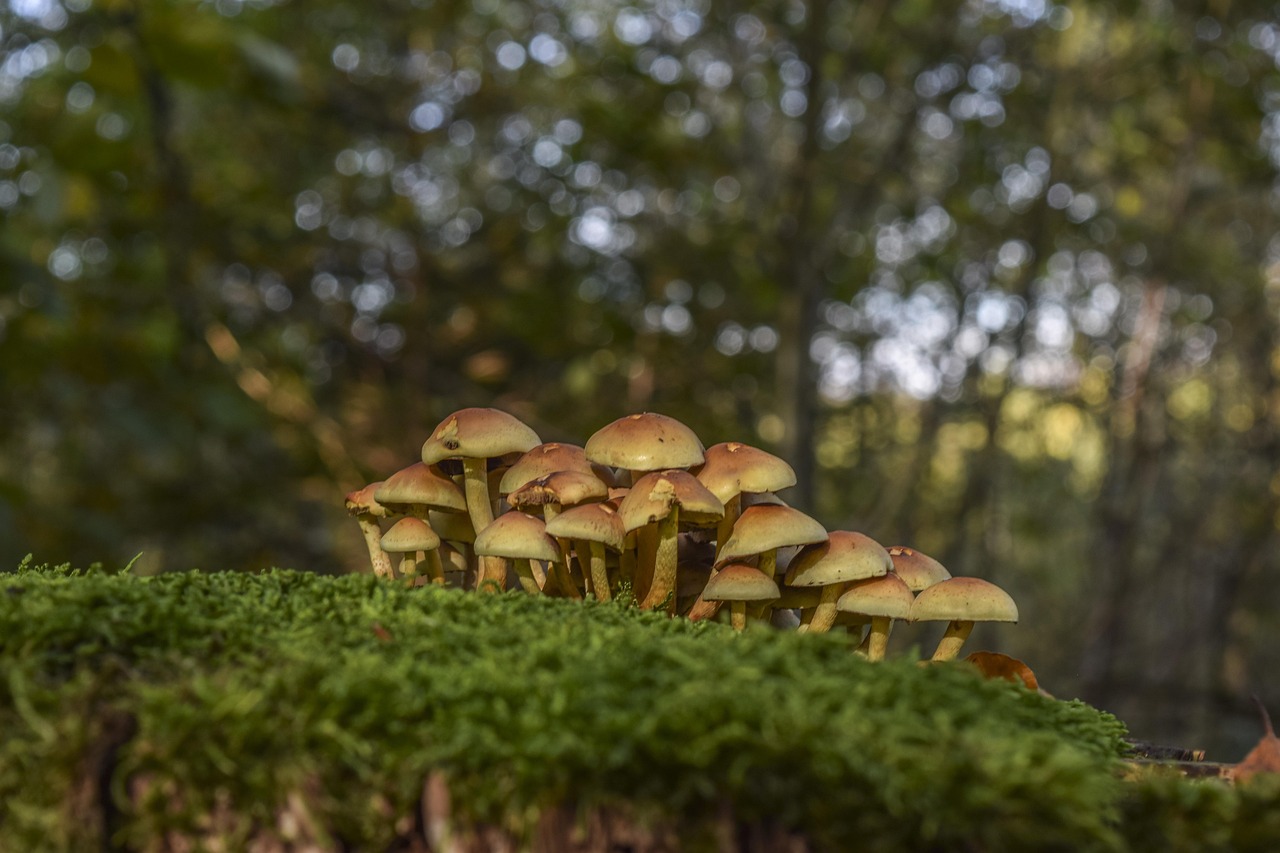 Mushrooms Nature Forest - Free photo on Pixabay - Pixabay