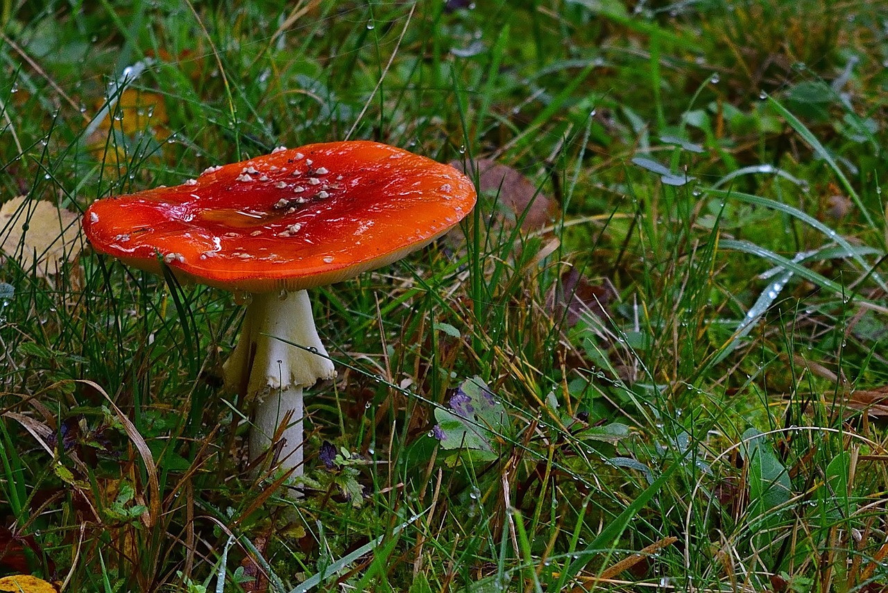 Forest Mushroom Toadstool - Free photo on Pixabay - Pixabay
