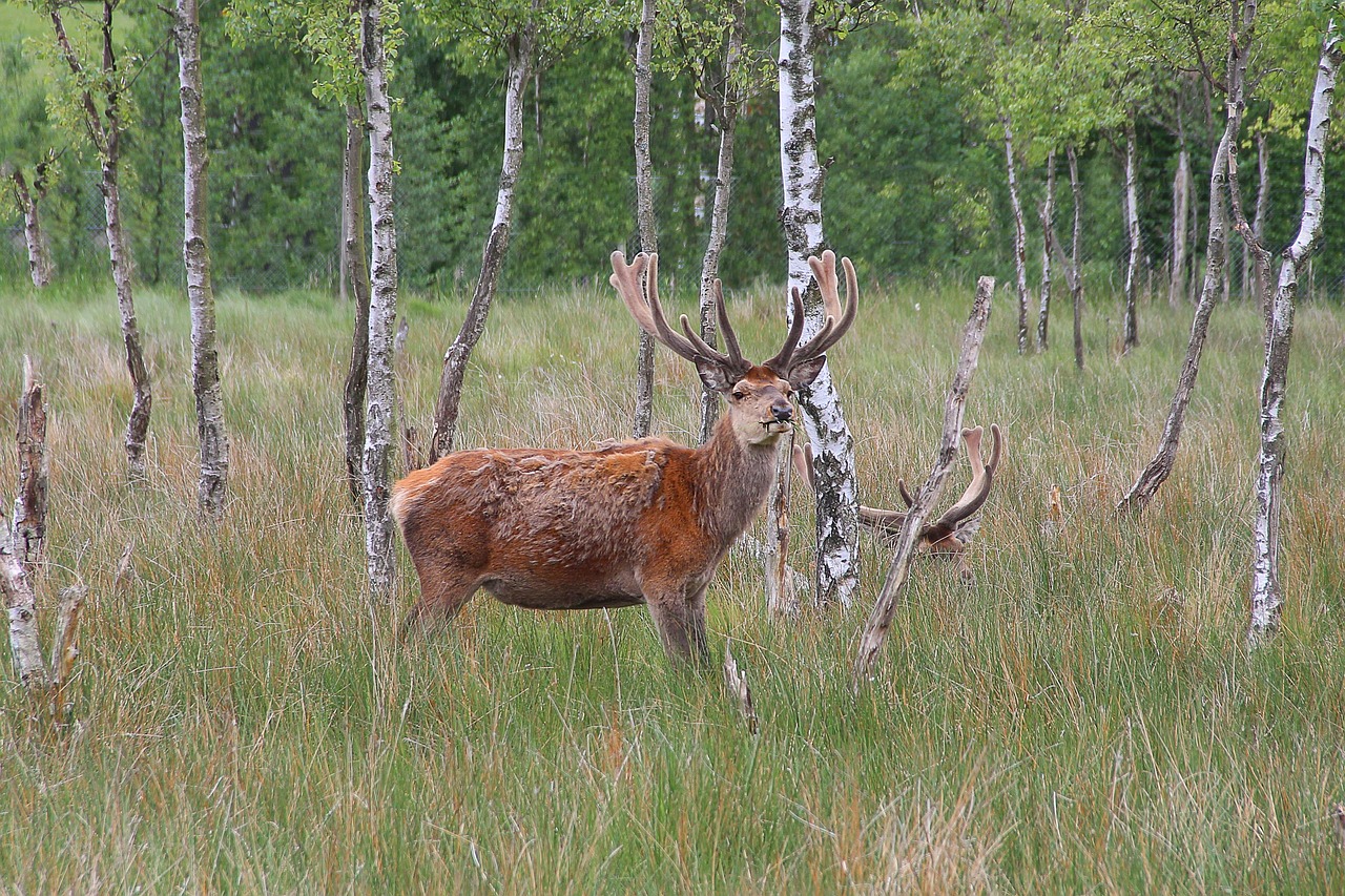 Cerf Red Deer Bois La - Photo gratuite sur Pixabay - Pixabay