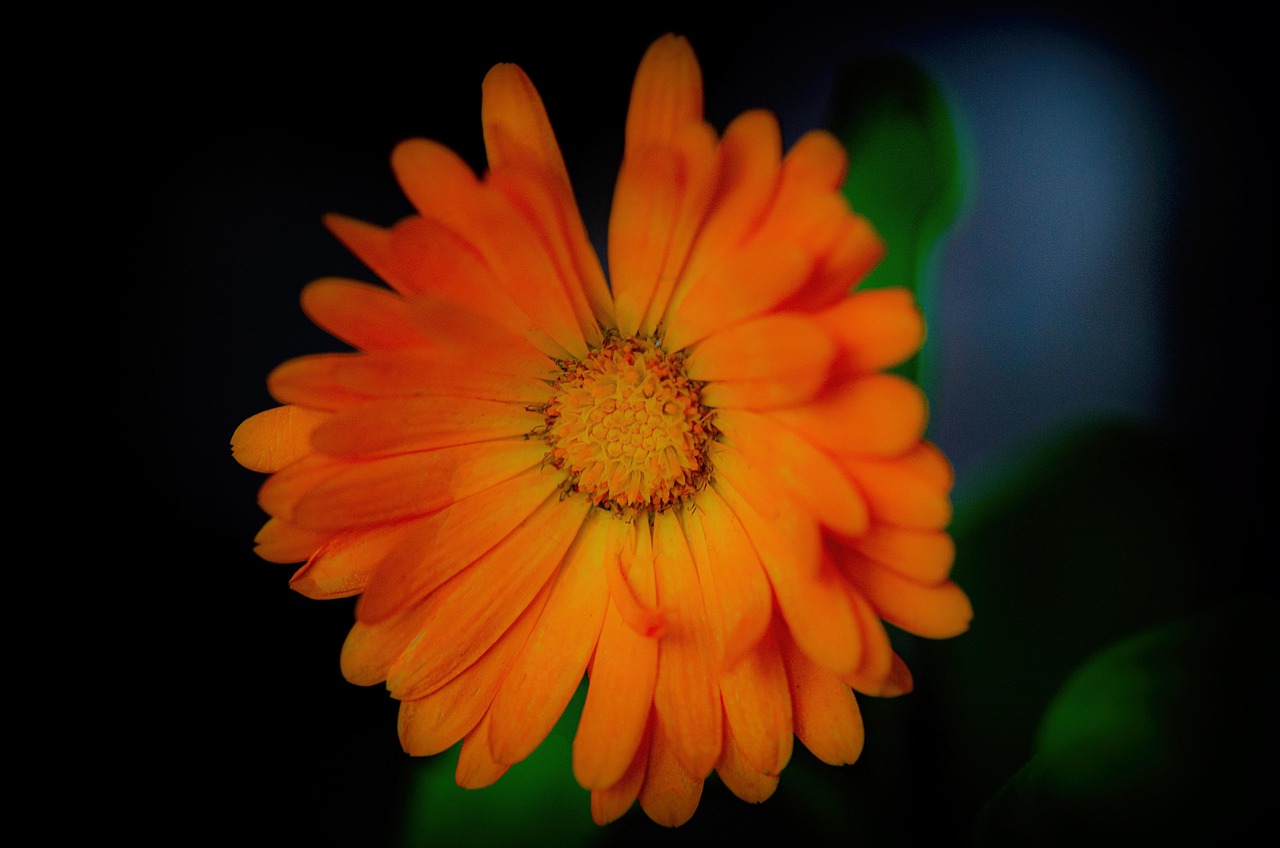 Fleur Le Souci Médical Plante - Photo gratuite sur Pixabay - Pixabay