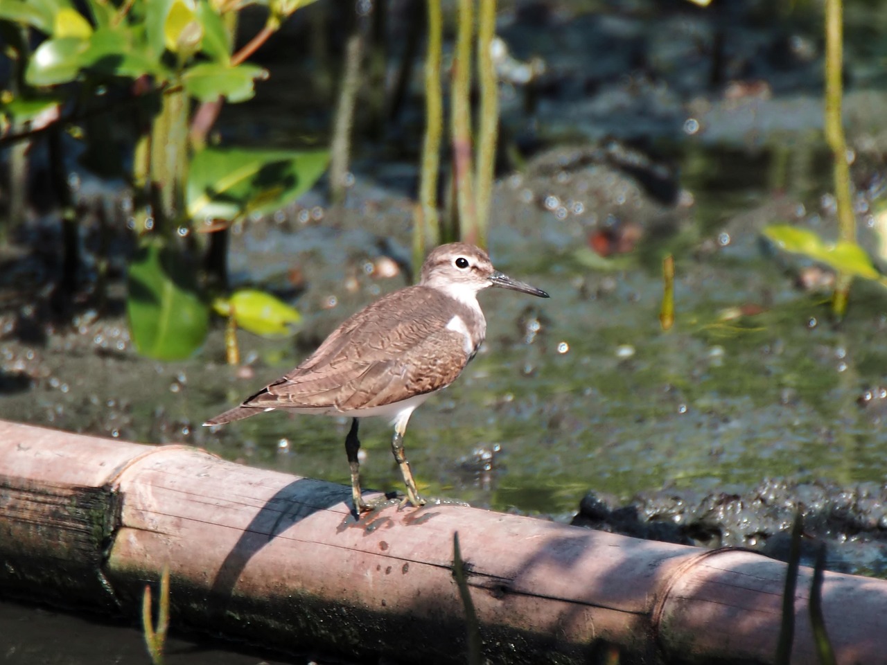 300+ Free Sandpiper & Nature Images - Pixabay