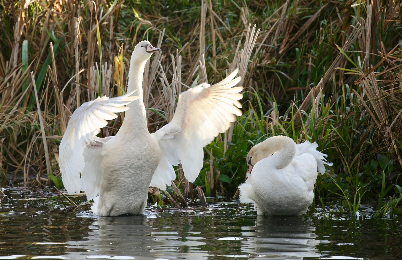 Animal Pássaro Cisne - Foto gratuita no Pixabay - Pixabay