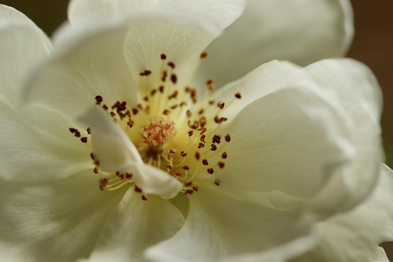 40,000+ Free White Roses & Rose Images - Pixabay