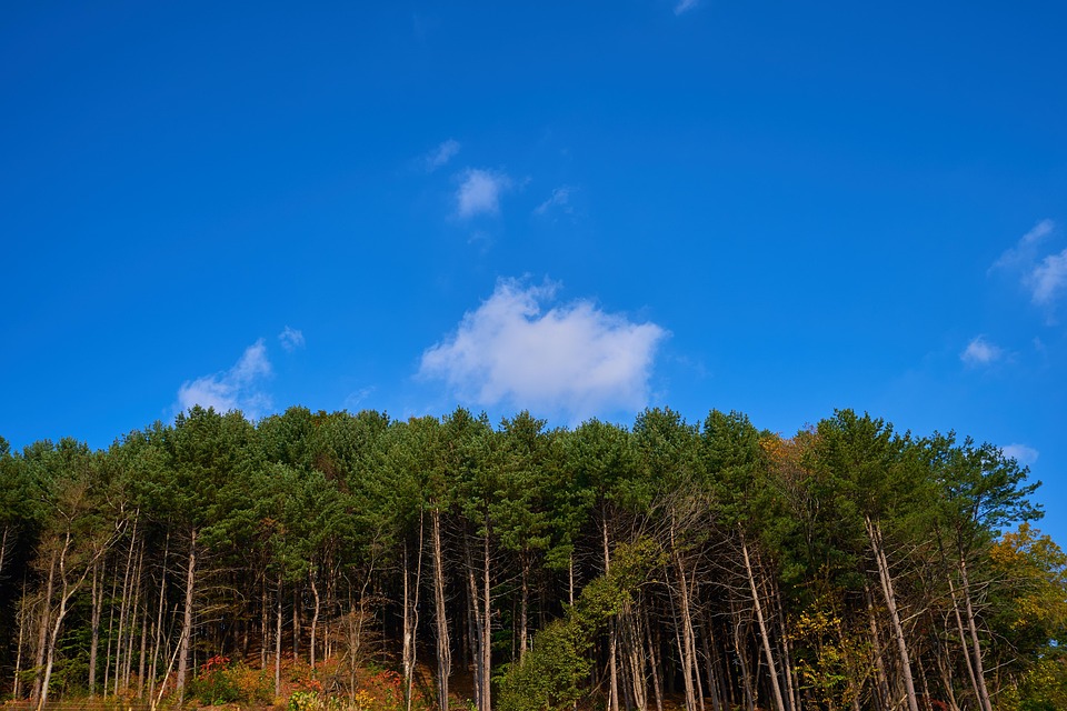 Cloud Tree Forest - Free photo on Pixabay - Pixabay