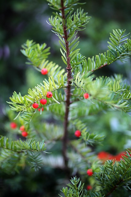 Tree Fruit Red - Free photo on Pixabay