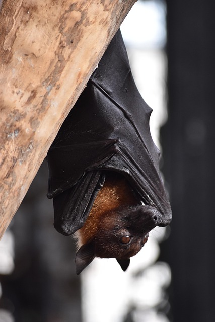 50,000+ Free Bat Animal & Bat Images - Pixabay