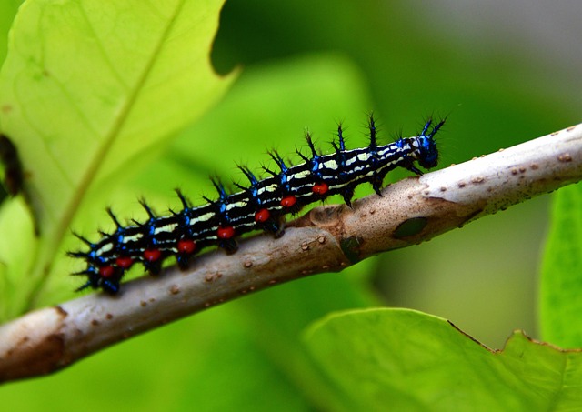 Chenille Feuillage Nature - Photo gratuite sur Pixabay - Pixabay