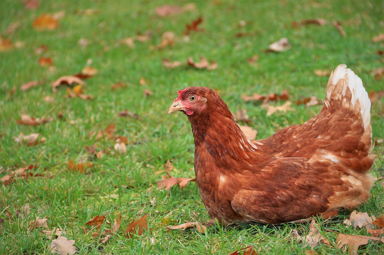 Chicken Animals Country Laying - Free photo on Pixabay