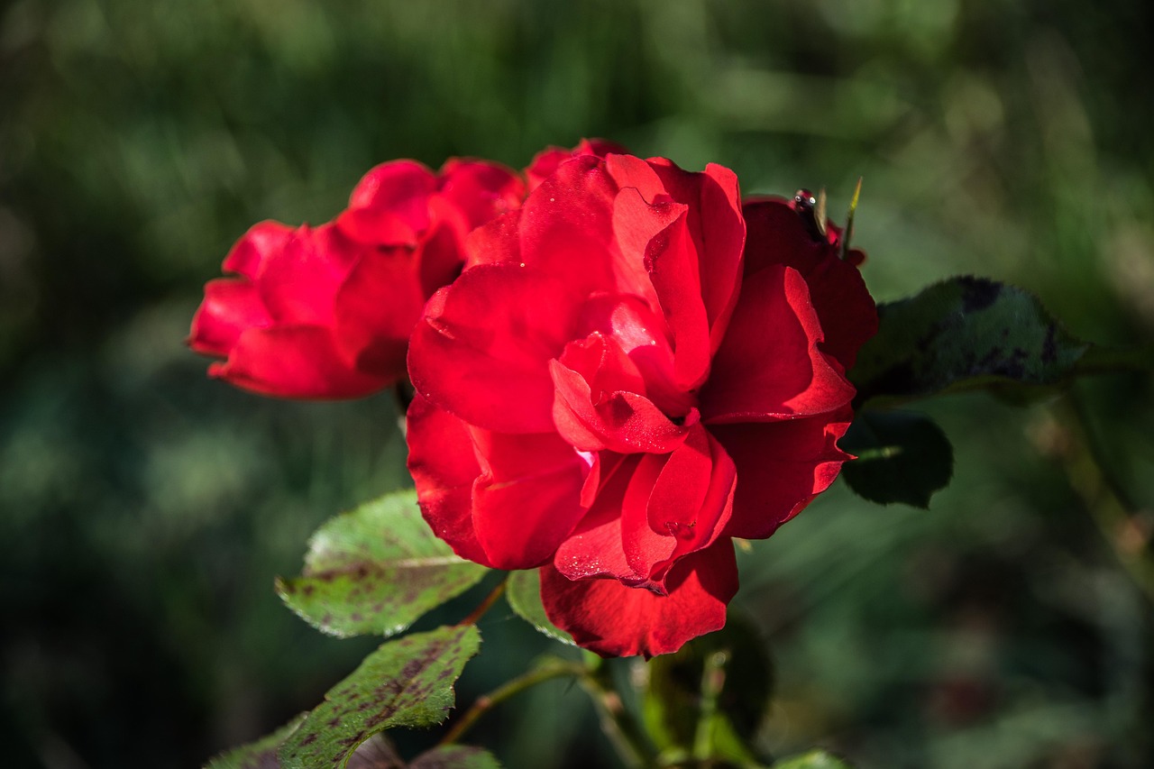 Rosen Herbst Welken - Kostenloses Foto auf Pixabay - Pixabay