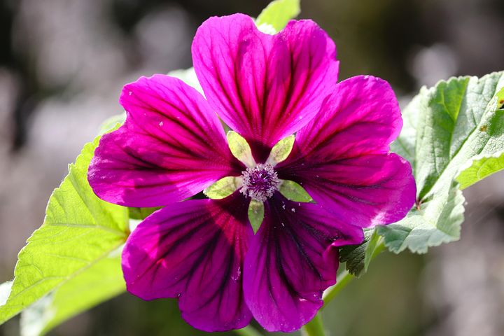 60+ Free Purple Garden Mallow & Mallow Images - Pixabay