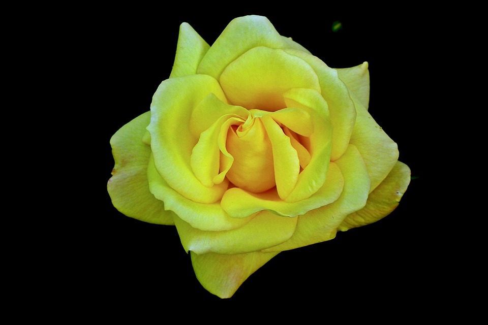 Rose Floare Frumusete - Fotografie gratuită pe Pixabay - Pixabay